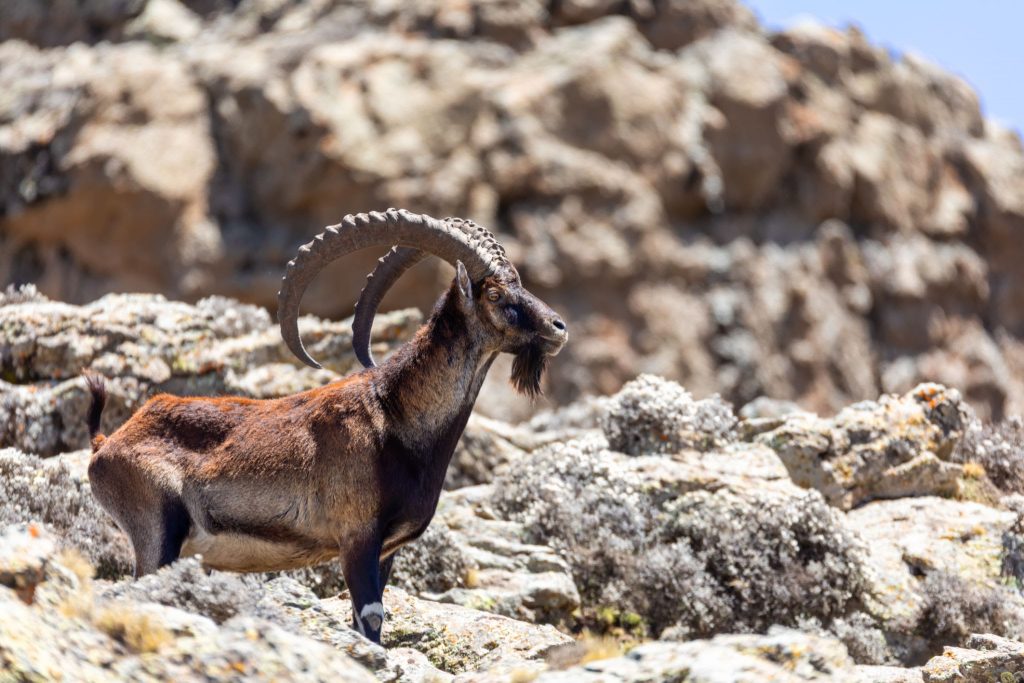 Extreme Land Ethiopia Tours – Travel with us